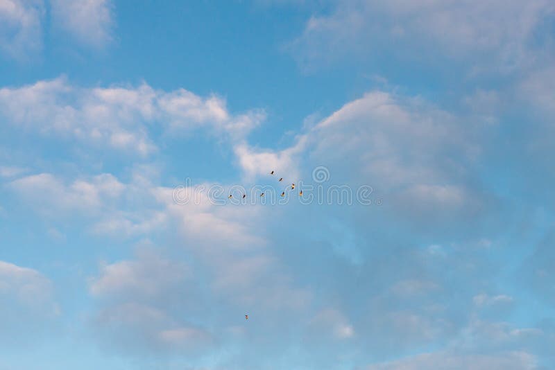 Flight of birds stock photo. Image of space, beautiful - 63703304