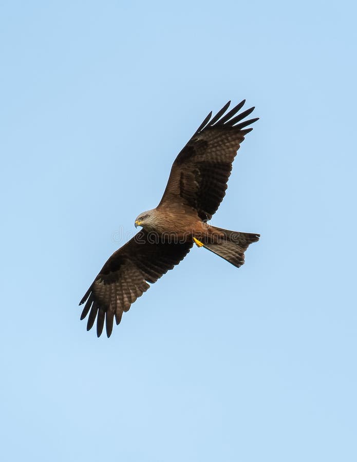 Flight of the black kite stock image. Image of wings - 342523555