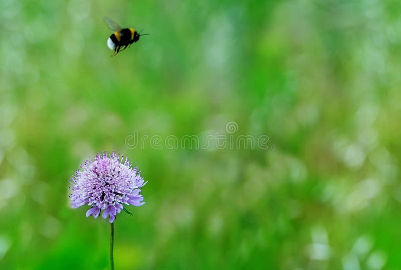 Flight of the Bumblebee stock image. Image of flight - 189236263