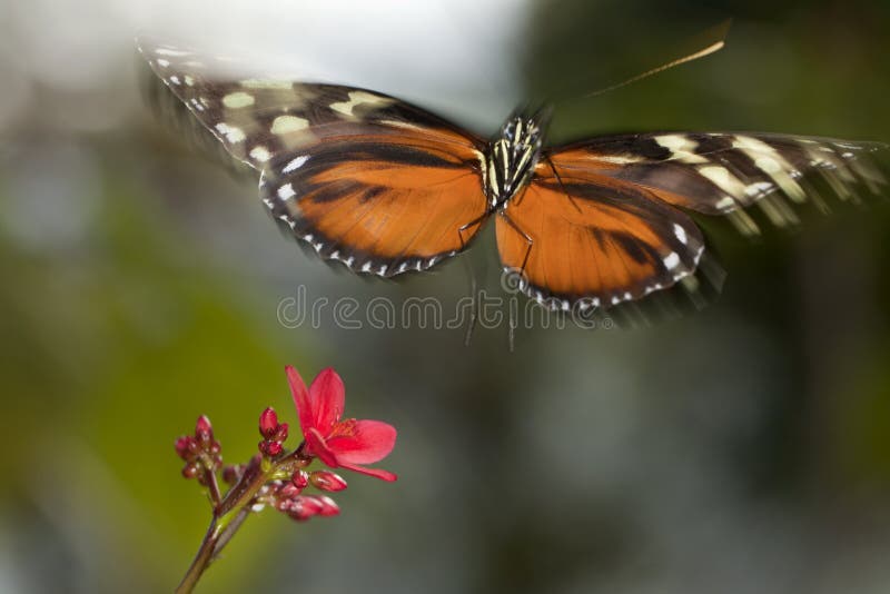 Butterfly Wing (closeup) stock photo. Image of texture - 13283860