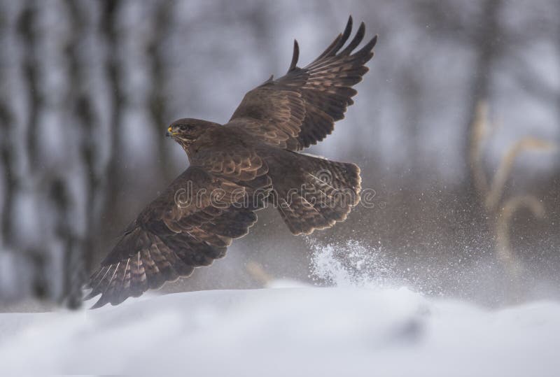 Flight of a buzzard stock photo. Image of feathers, buzzard - 208347710