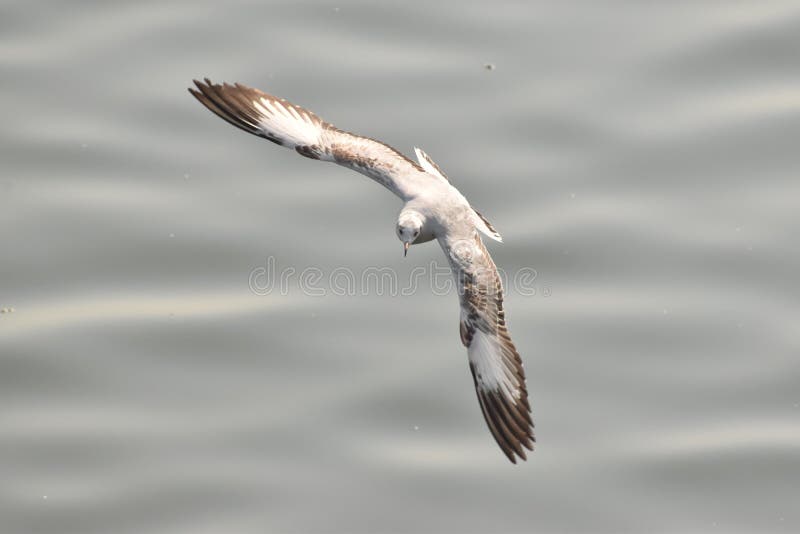 A Flight of a Common Gull Over the River Water Bird Common Gull Wings ...