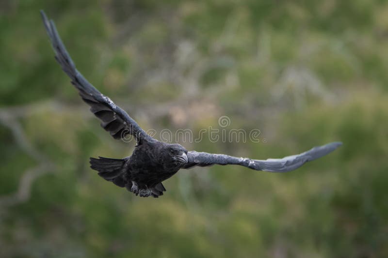 Majestic Flight of the Crow Stock Photo - Image of elegance ...