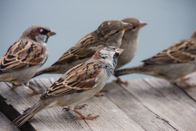 Five sparrows stock photo. Image of passer, common, central - 105139448