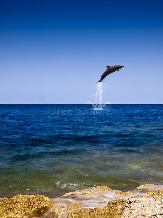 Dolphin flight #2 stock image. Image of south, africa, mammel - 211189