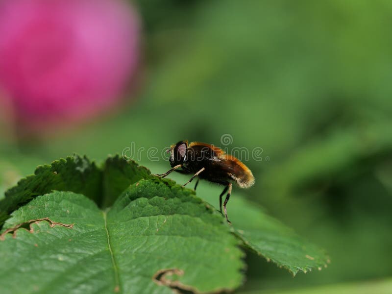 Flight fly insect stock photo. Image of fauna, green - 150002342