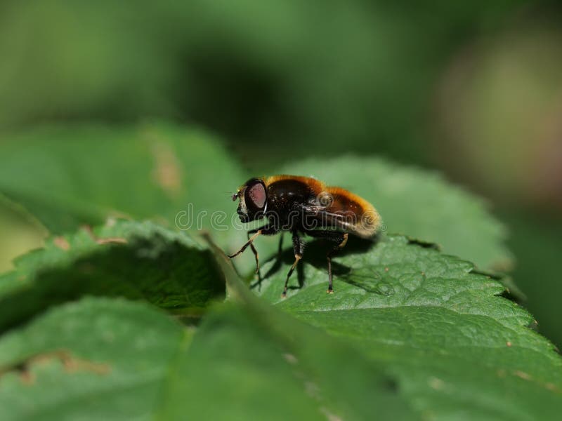 Flight fly insect stock image. Image of entomology, closeup - 150002431