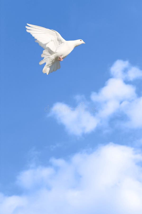 Flight of freedom stock photo. Image of dove, bird, cloudy - 2622352