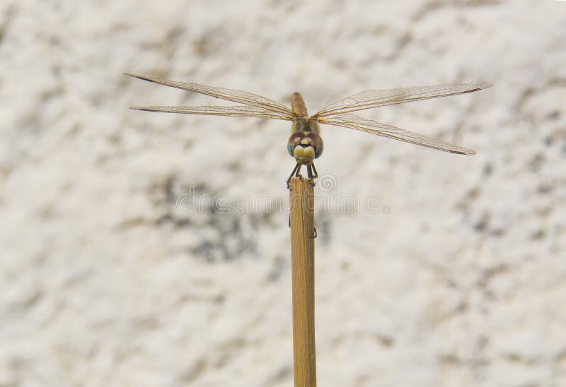 Flight and freedom stock photo. Image of flight, freedom - 76214832