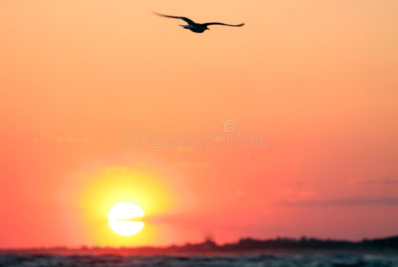 In Flight, Gull At Sunset Picture. Image: 2255717