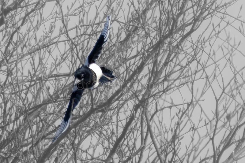 Flight of a Magpie in Winter Setting Stock Image - Image of animal ...