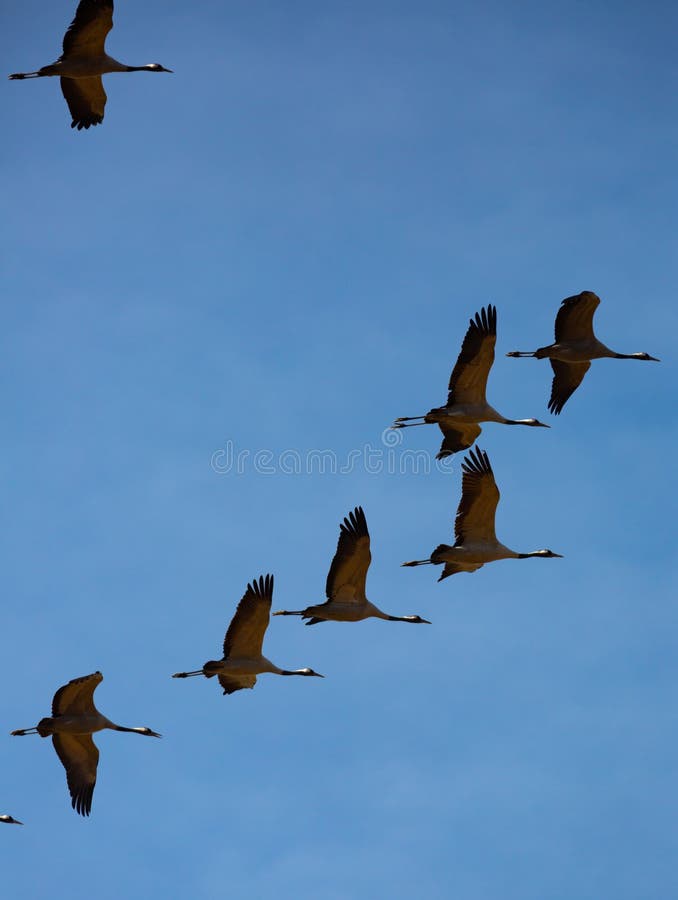 Flight of Migrating Cranes in Cloud Sky Stock Photo - Image of flying ...