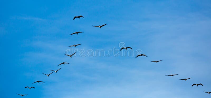 Flight of Migrating Cranes in Cloud Sky Stock Image - Image of crane ...
