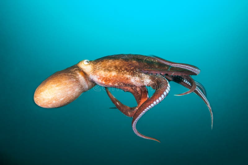 Flight of Octopus in the Deep Stock Photo - Image of animal, deep: 63191296