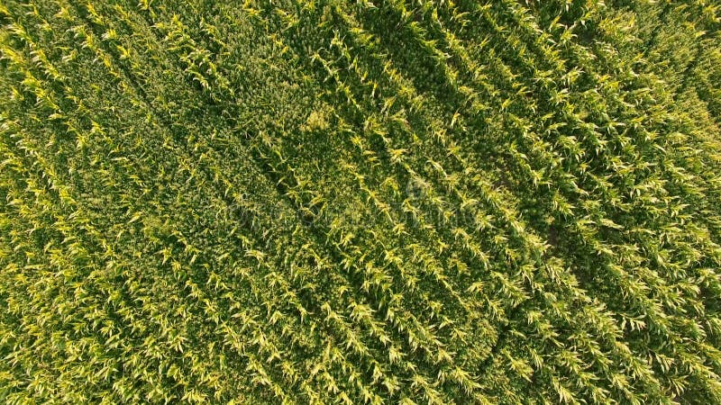 Flight Over a Field of Corn Stock Video - Video of agriculture, corn ...