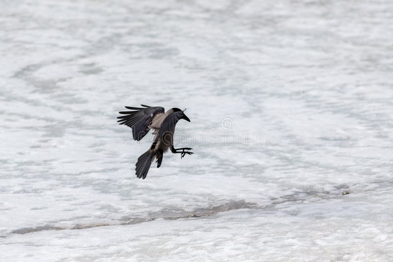 Crow in flight stock photo. Image of isolated, flight - 31049828