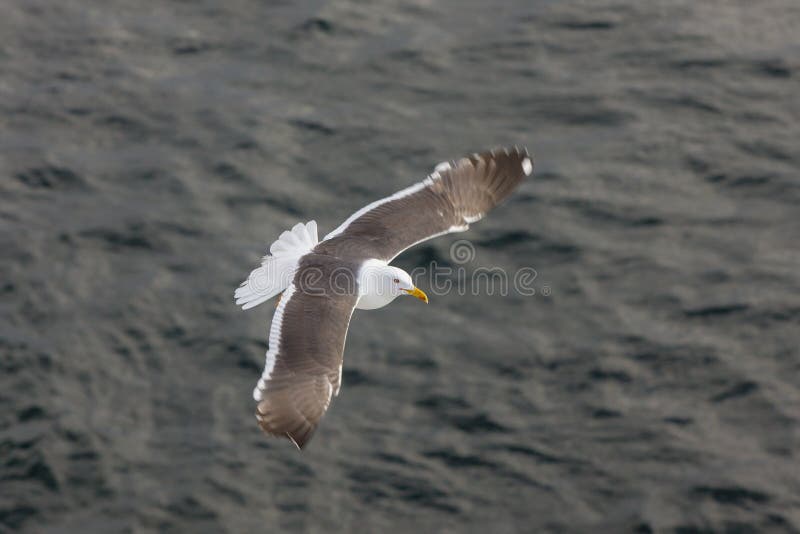 Flight over the sea water stock image. Image of water - 83053313