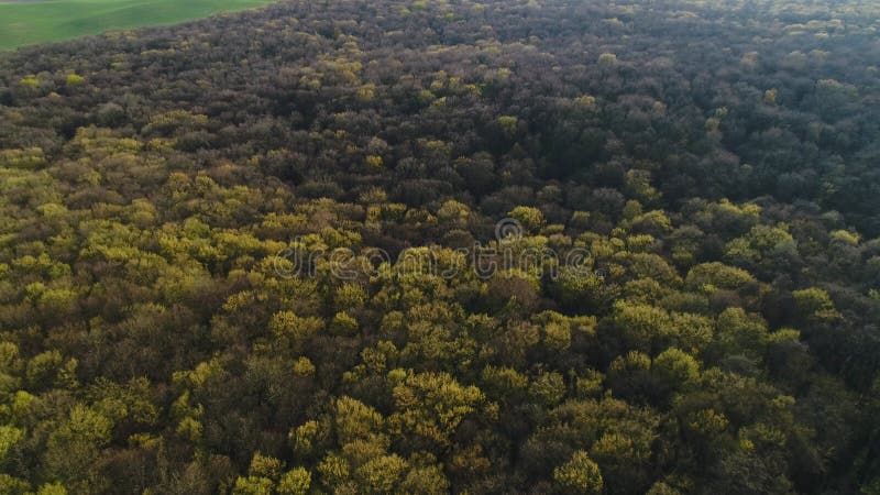 Flight Over the Tops of Spring Trees of the Ukrainian Forest. Stock ...