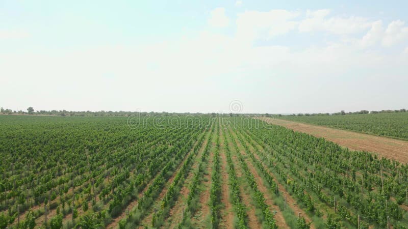 Flight Over the Vineyards. Top View of the Vineyards. 4k Stock Video ...