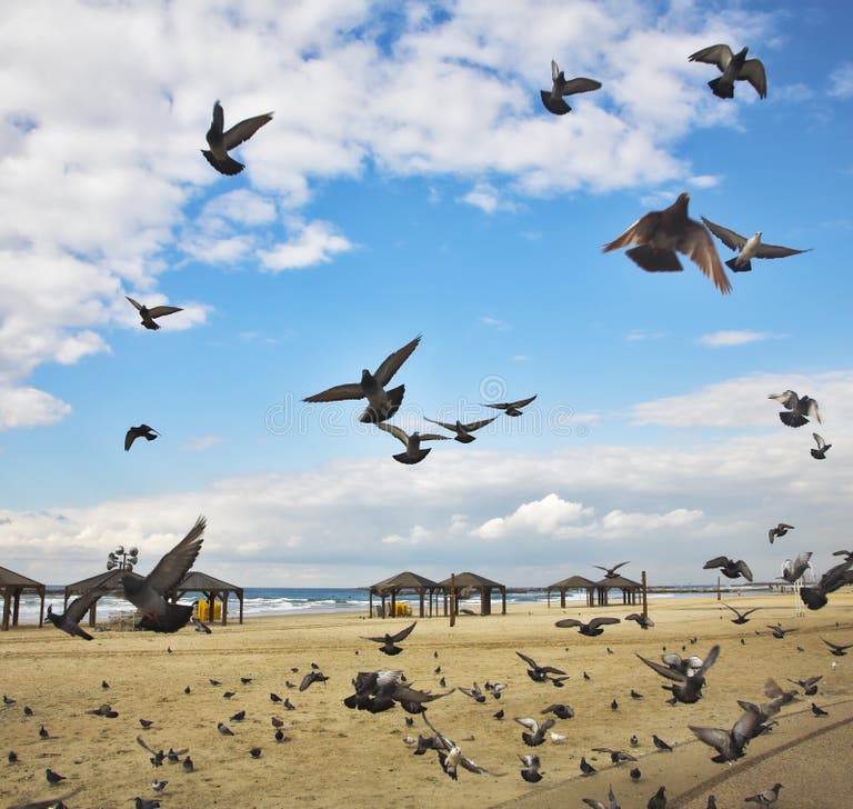 The Flight Pigeons Was Flied on Sand Stock Photo - Image of dramatic ...