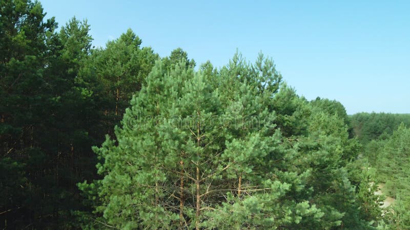 Flight in a Pine Forest among the Trees. Medium Plan Stock Video ...