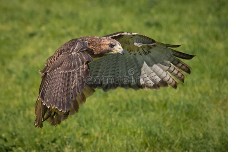 In flight red tailed hawk stock image. Image of hawk - 86924805