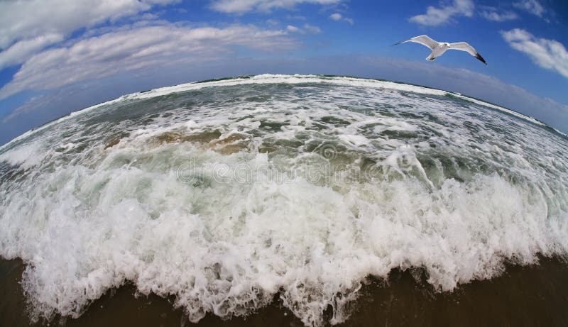 Flight of the Seagull Above the Gale Sea. Stock Photo - Image of ...