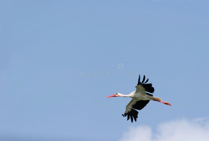 Stork Picture. Image: 3395255