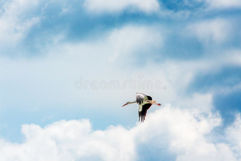 The Flight of a Stork in a Stormy Sky among the Clouds Stock Image ...