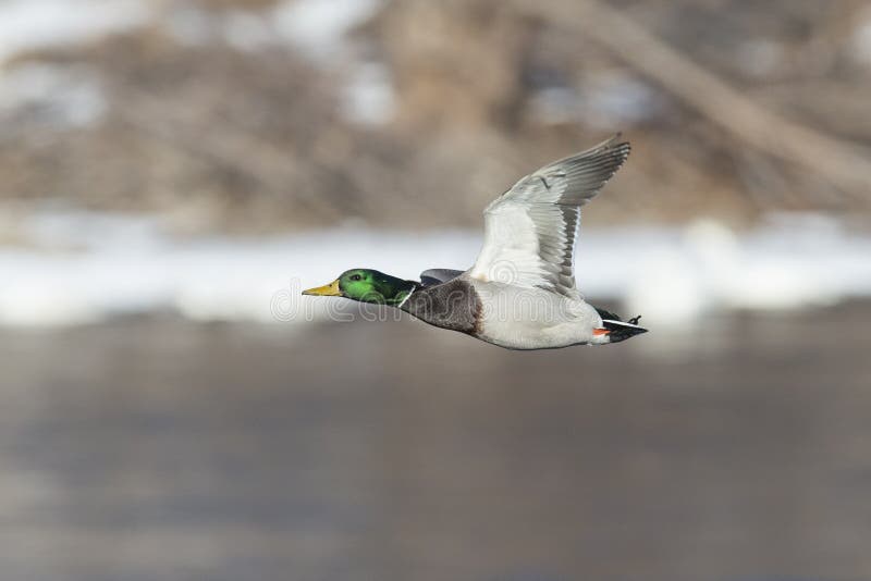 Cupped Drake Mallard stock photo. Image of mallards, mallard - 24736728