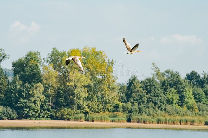 Wild Geese stock image. Image of fauna, habitat, canada - 189796077