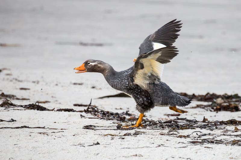 Flightless Steamer Duck stock photo. Image of tachyeres - 192386334