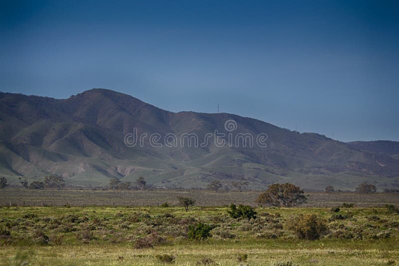 Flinders Range Wattle Flower Willow-leaved Wattle Growing in a Stock ...