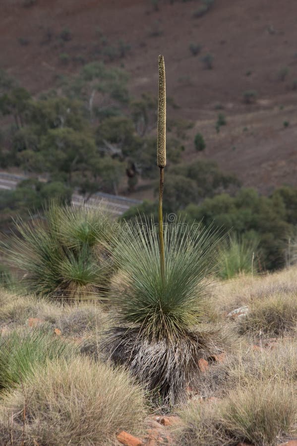 Flinders Ranges 26 stock image. Image of outback, flora - 52741141