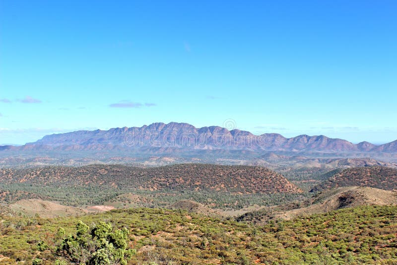 Flinders Range Wattle Flower Willow-leaved Wattle Growing In A Stock ...