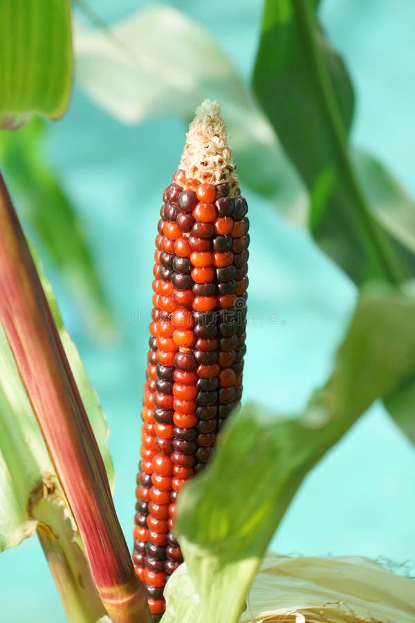Flint corn stock image. Image of agriculture, colorful - 88000327