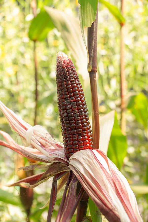 Flint corn stock photo. Image of flint, maize, kernel - 63239116