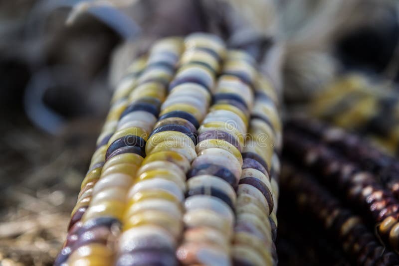 Flint Corn or Indian Corn Close Up Stock Image - Image of corn, seasons ...