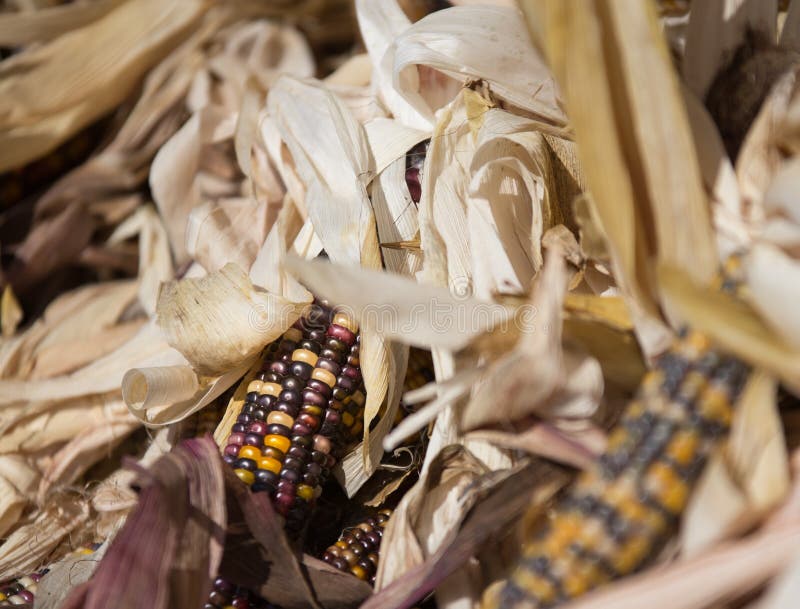 Flint corn or Indian corn stock image. Image of maize - 90439711