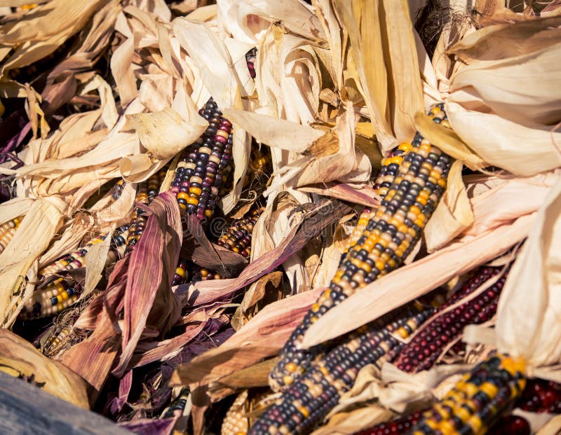 Flint corn or Indian corn stock photo. Image of thanksgiving - 90439978