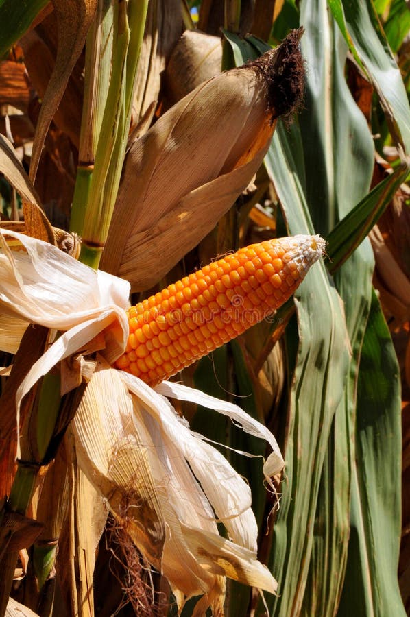 Flint corn stock image. Image of agriculture, flour, stalk - 63239145