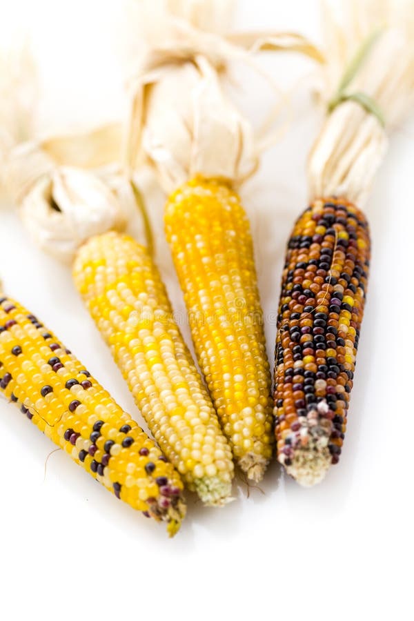 Flint corn stock photo. Image of maize, indian, hallows - 45221410