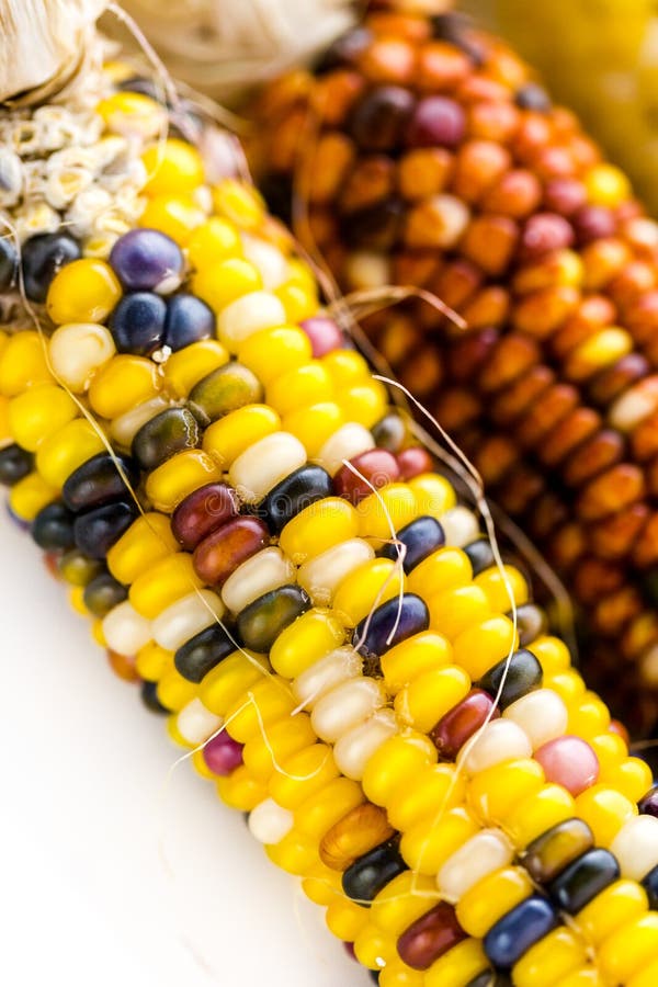 Flint corn stock image. Image of fresh, healthy, food - 45220829