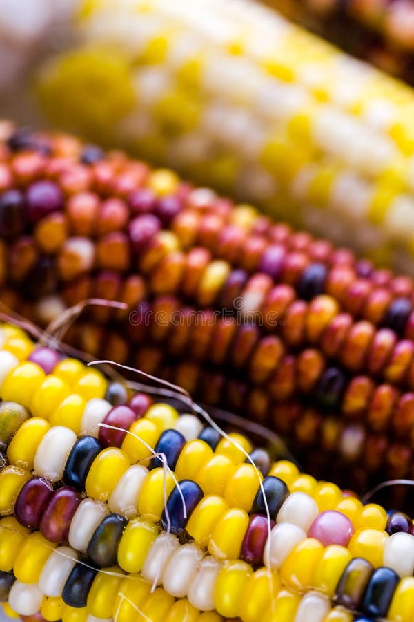 Flint corn stock image. Image of pagan, halloween, nutrition - 45221389