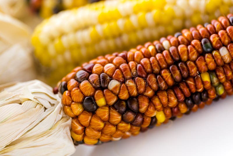 Flint corn stock image. Image of corn, harvest, indian - 45220925