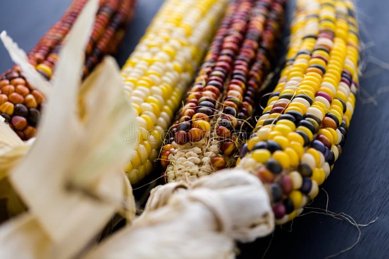Flint corn stock image. Image of hallowe, mealie, holiday - 45220927