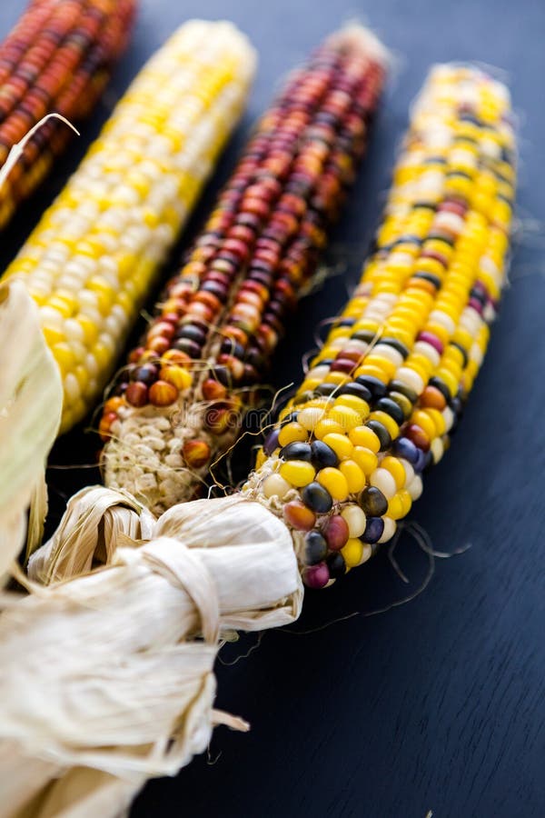 Flint corn stock photo. Image of food, organic, colored - 45221008