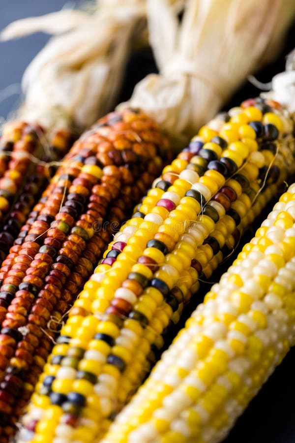 Flint corn stock image. Image of indian, mielie, mays - 45221333