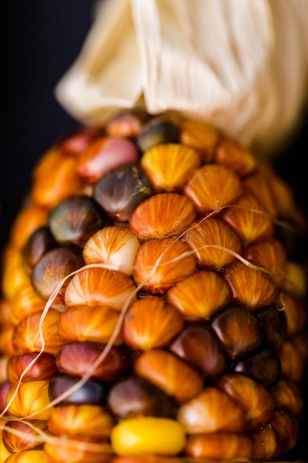 Flint corn stock photo. Image of maize, indian, hallows - 45221410