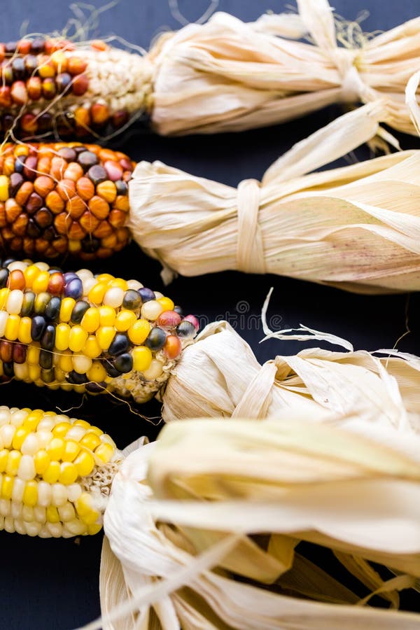 Flint corn stock image. Image of kernels, calica, mielie - 45221401
